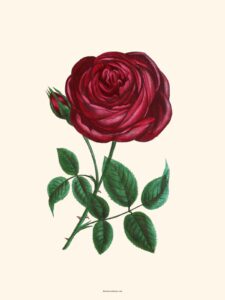 Old Fashioned Weekly Routine - The Virtuous Home